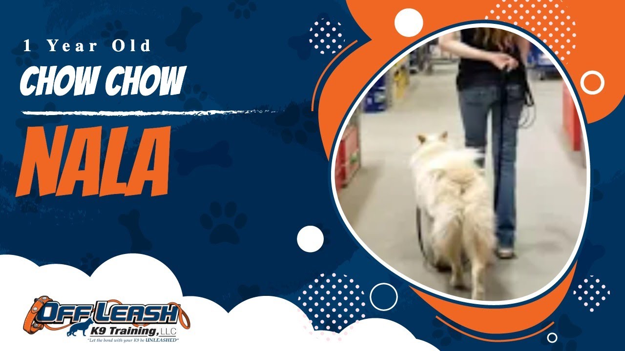 Nala | 1 Year Old Chow Chow | Chow Chow Training Athens, GA - YouTube