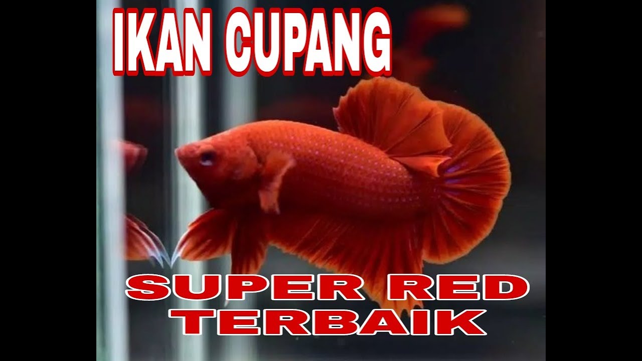 IKAN CUPANG SUPER RED PALING TOP - YouTube