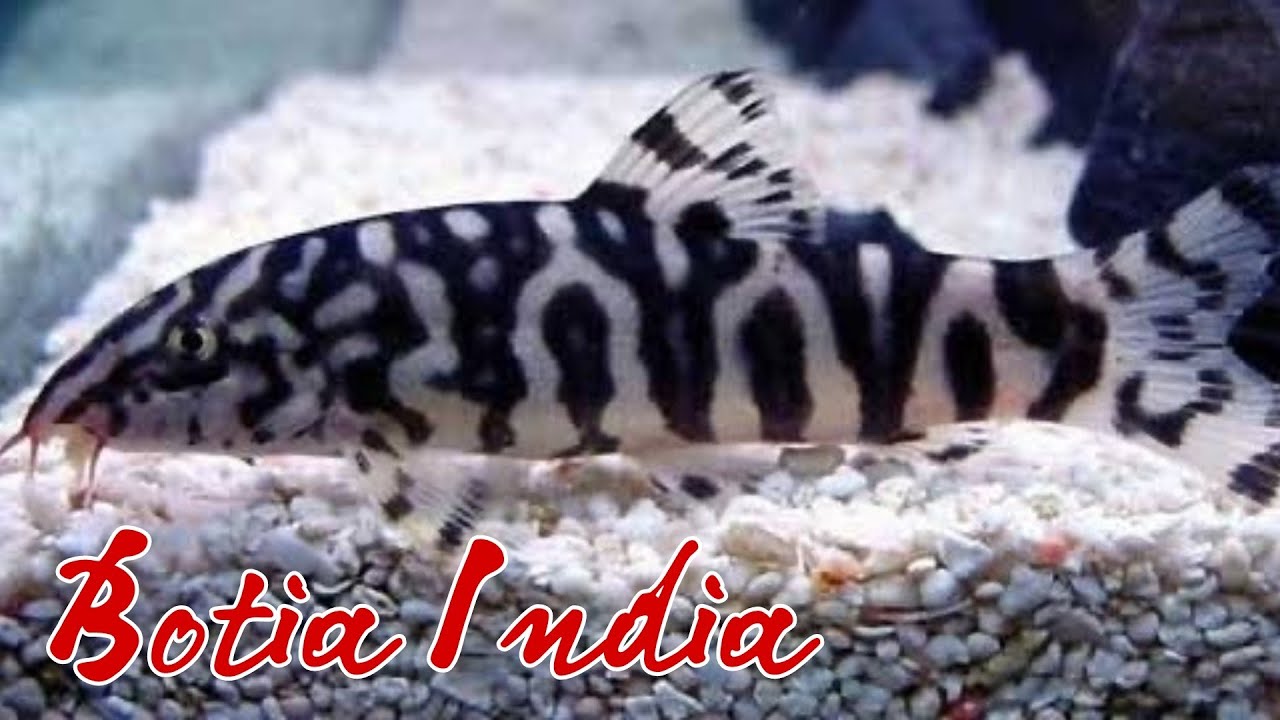 Botia India - YouTube
