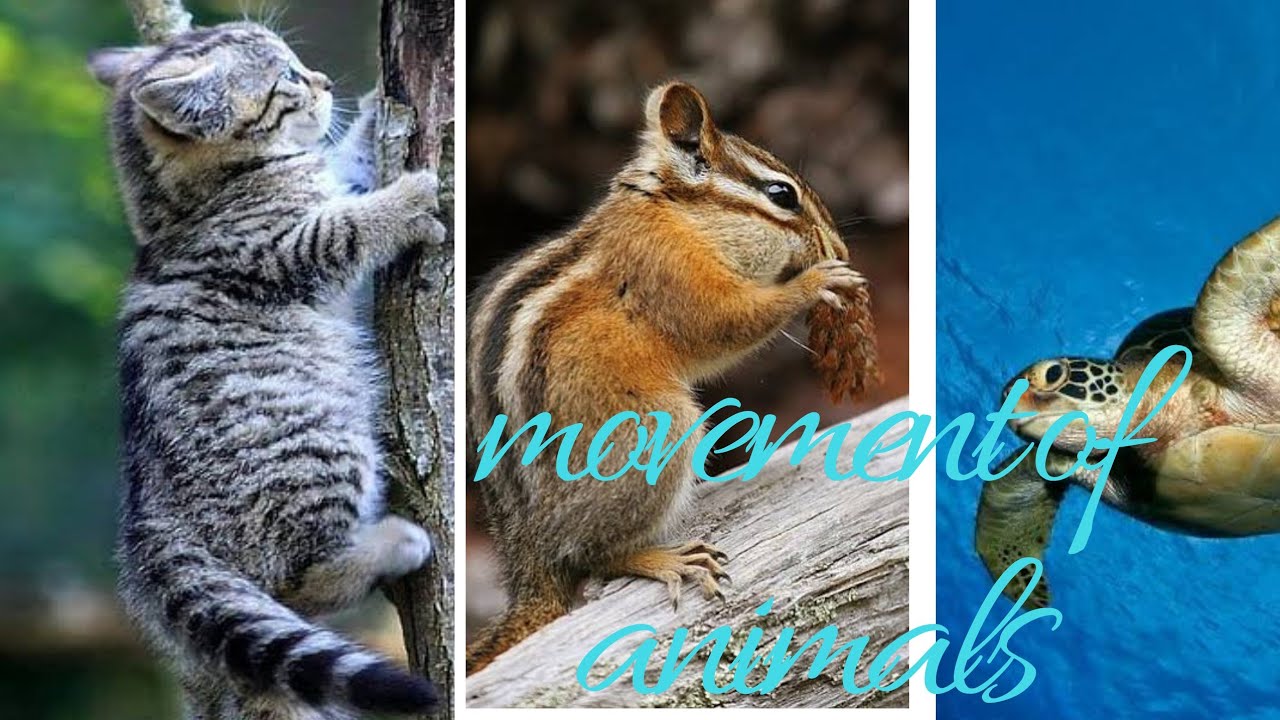 Movement in animals| Animal Movement| Types Of Animal Movement - YouTube