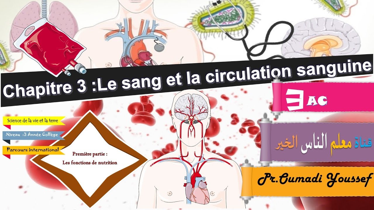 CHapitre 3 La circulation sanguine - YouTube
