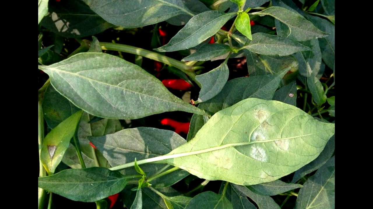 Maladies du piment | Maladies du poivron - YouTube