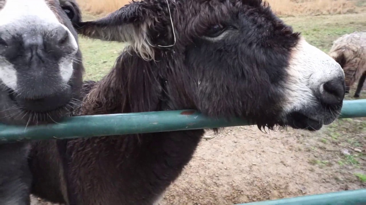 All creatures great and small in Hopalong Hollow - YouTube