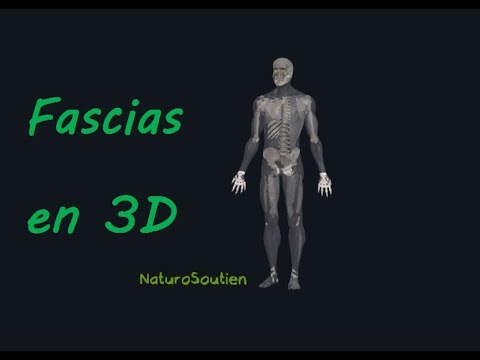 Description Anatomique des Fascias en 3D (Naturosoutien) - YouTube