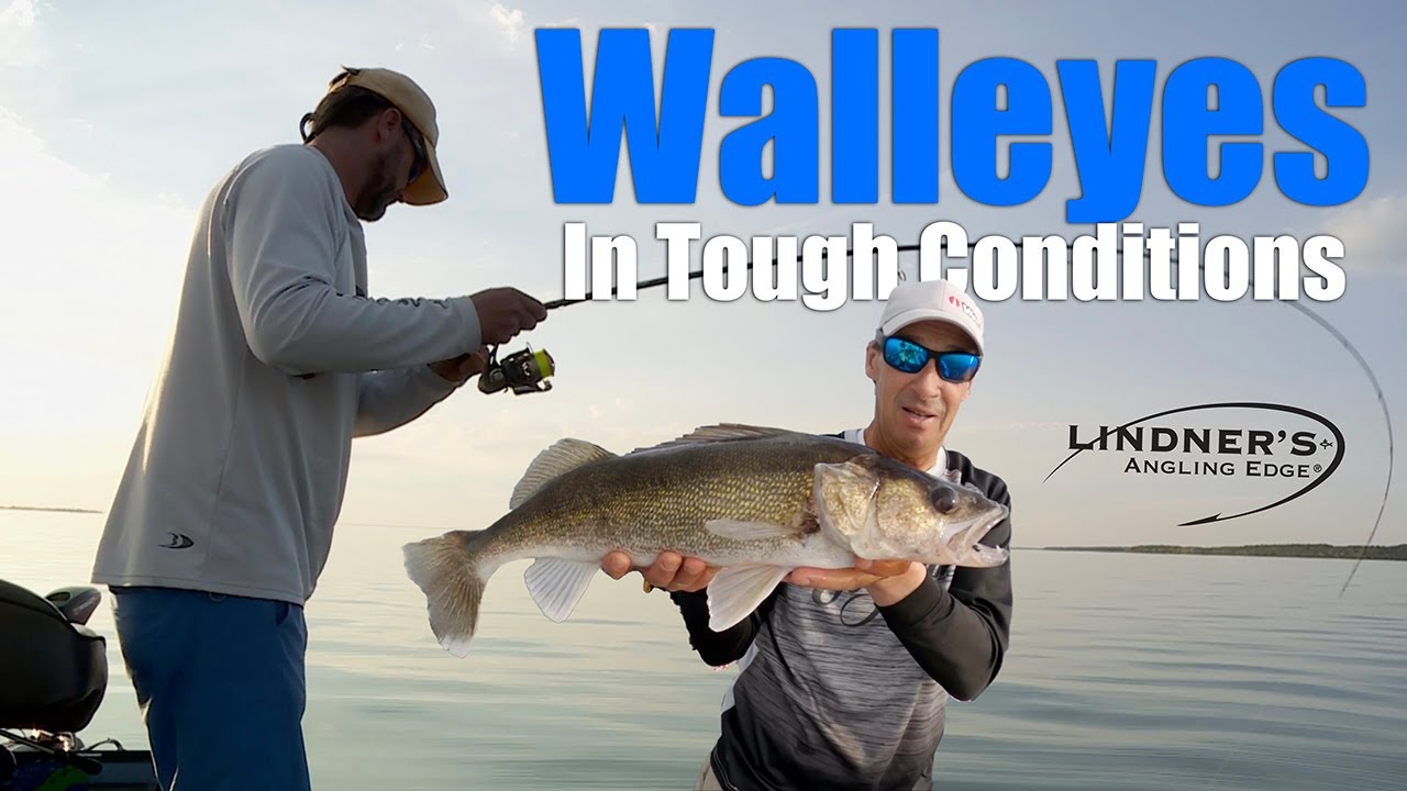 Walleyes In Tough Conditions - YouTube