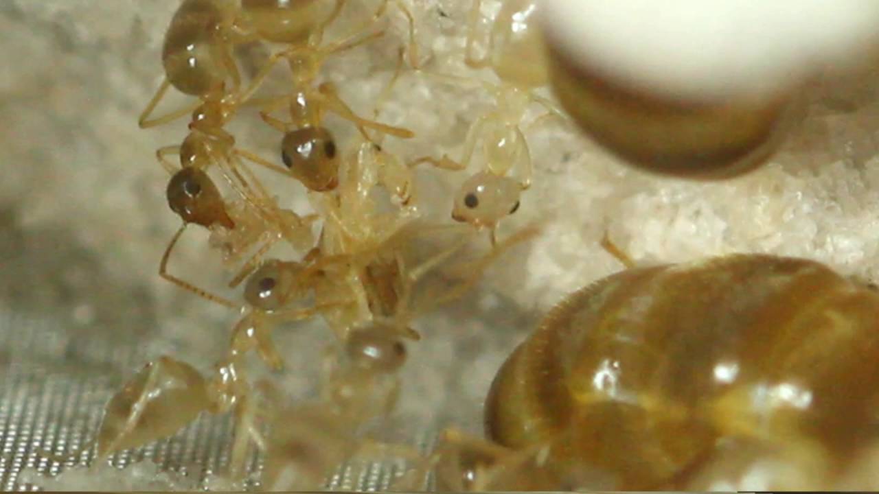 Learning About Winter Ants (Prenolepis imparis) - YouTube