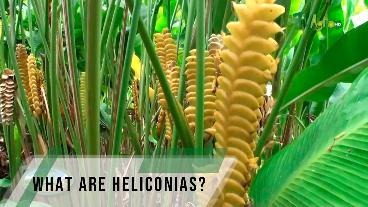 What are heliconias - YouTube
