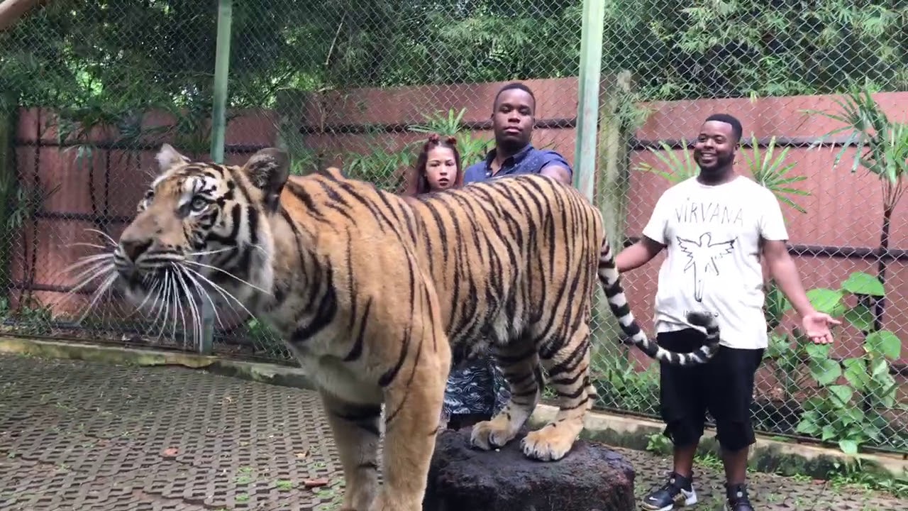 Thailand’s Tiger Kingdom - YouTube
