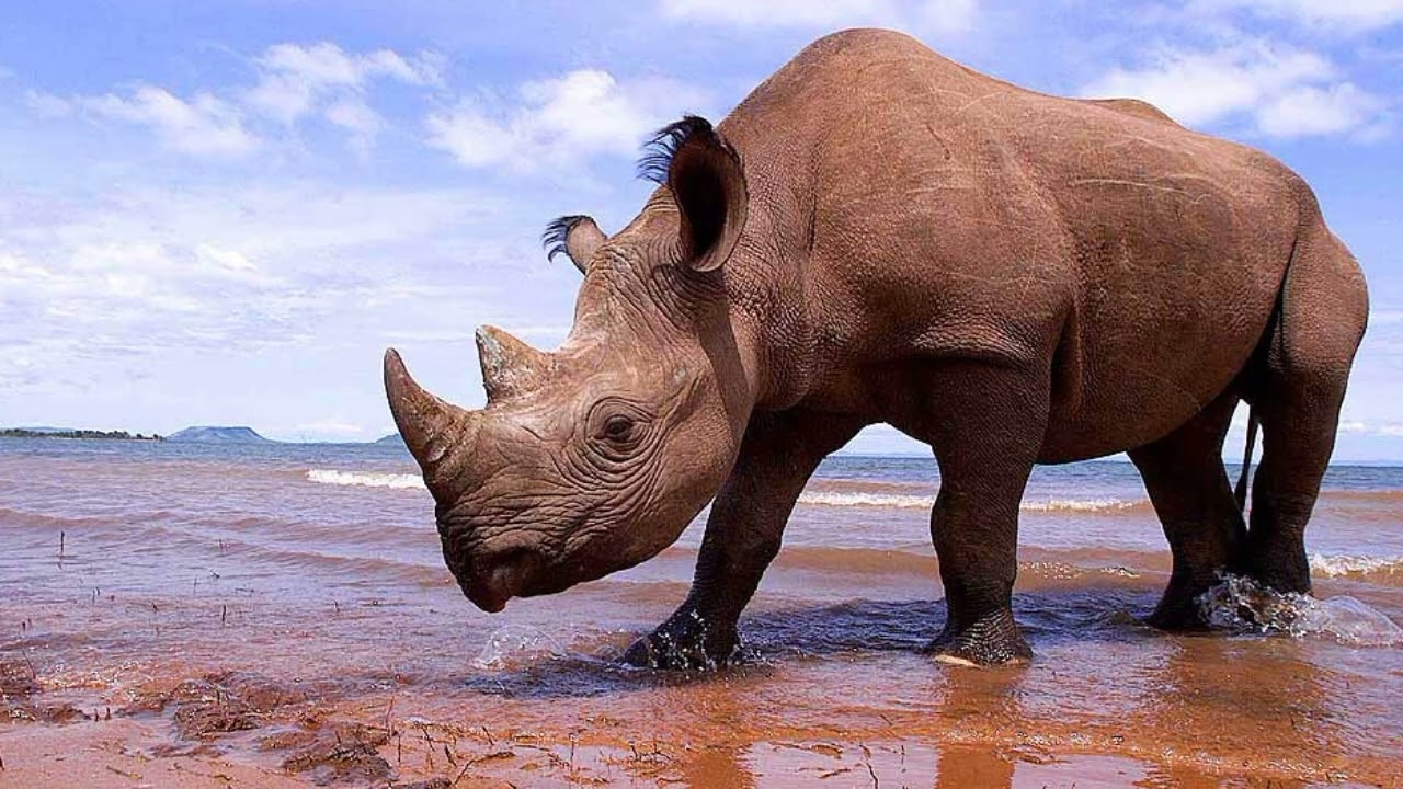 the Big 5 game animals of Africa - YouTube