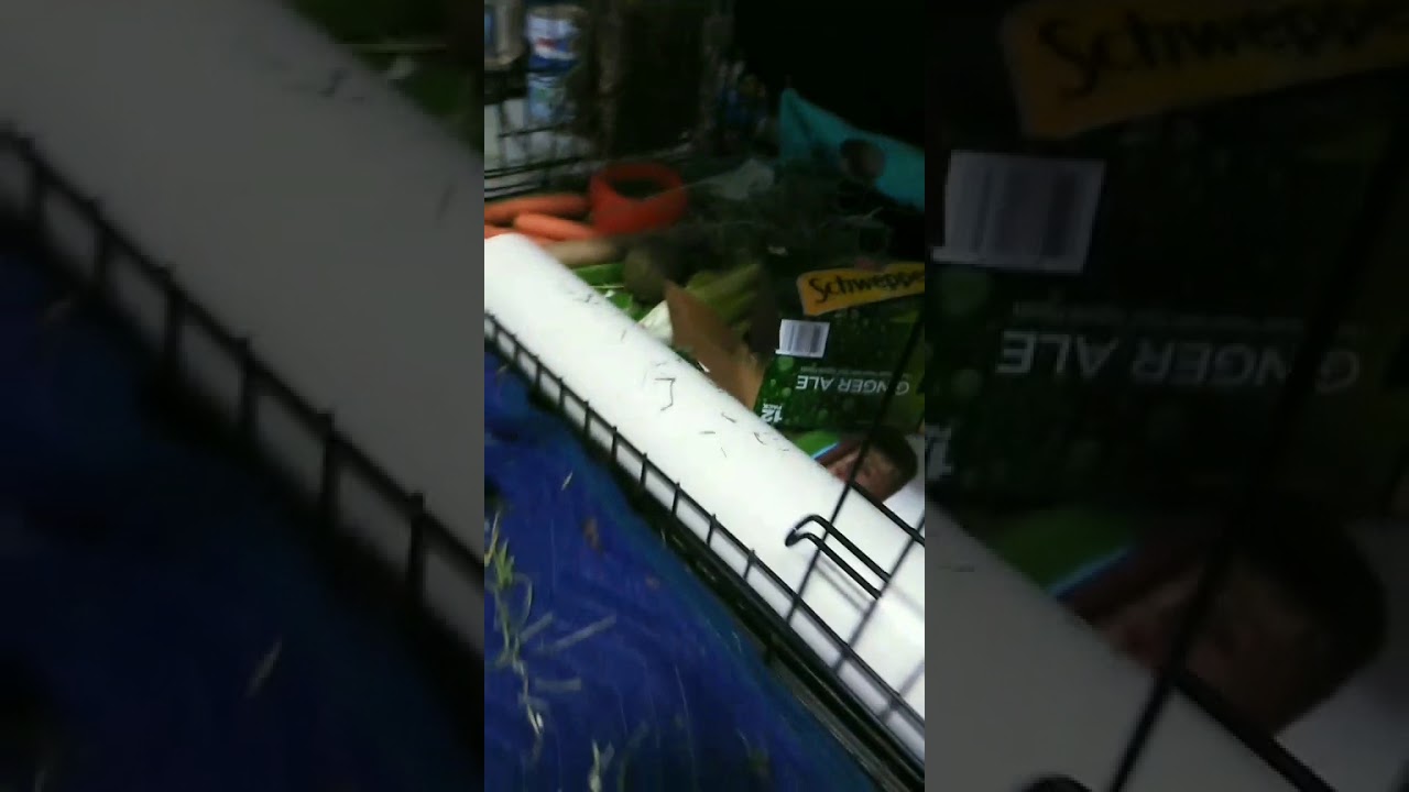 Diy guinea pig playground - YouTube