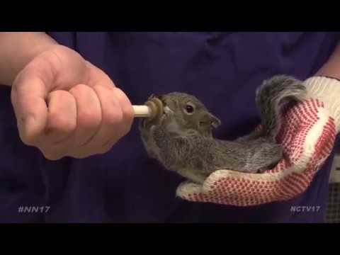 How to Handle Baby Animals This Spring - YouTube