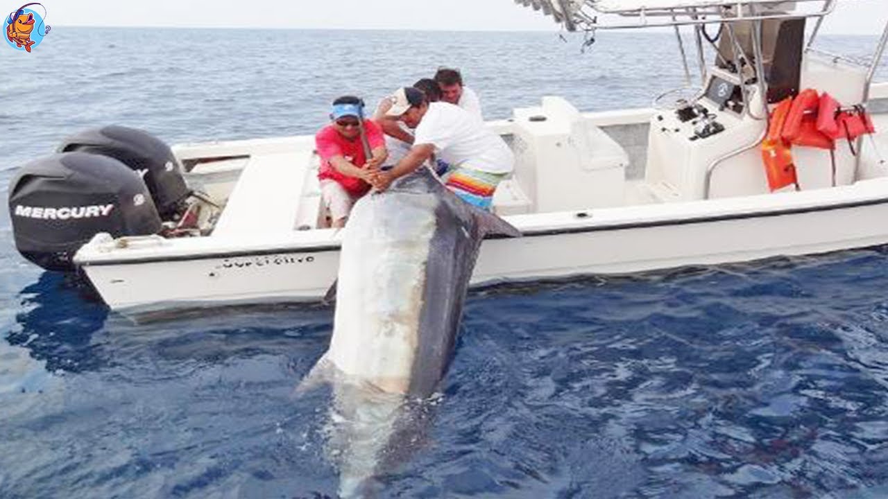 Habilidades pesca del marlin gigante - Los pescadores capturan marlin ...