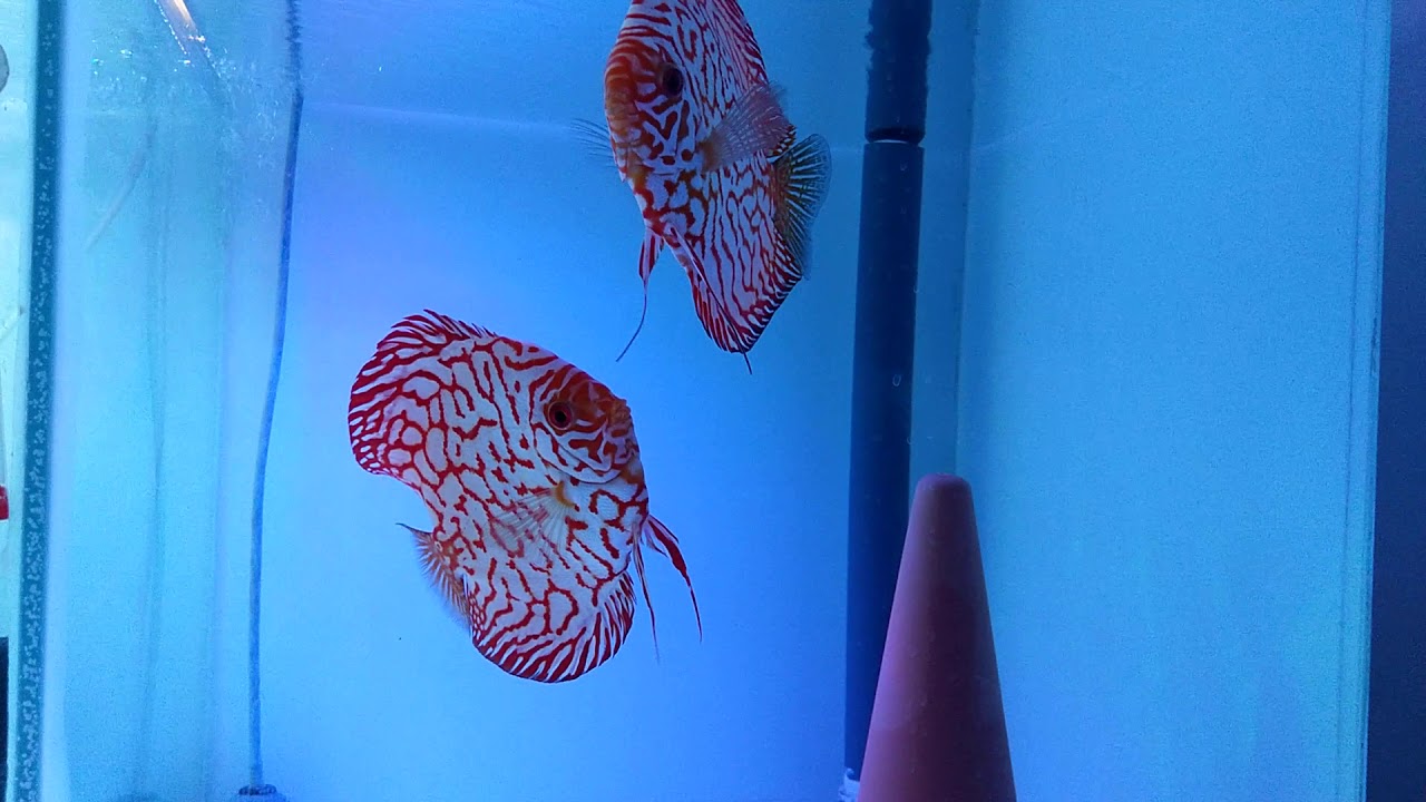 Red Map (Checkerboard) discus fish pair - YouTube