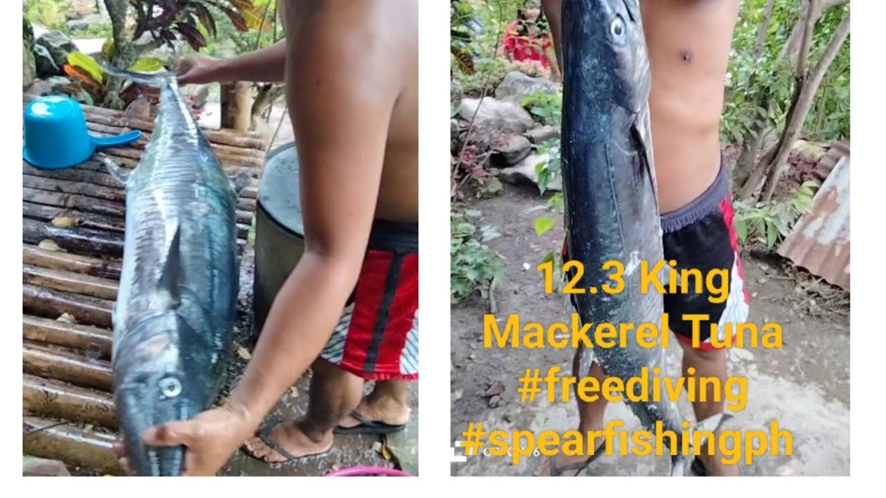 Fresh catch King Mackerel Tuna (Tangingue) #freediving #spearfishing # ...