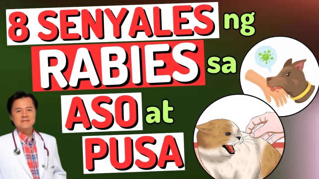 8 Senyales ng Rabies sa Aso at Pusa. - By Doc Willie Ong (Internist and ...