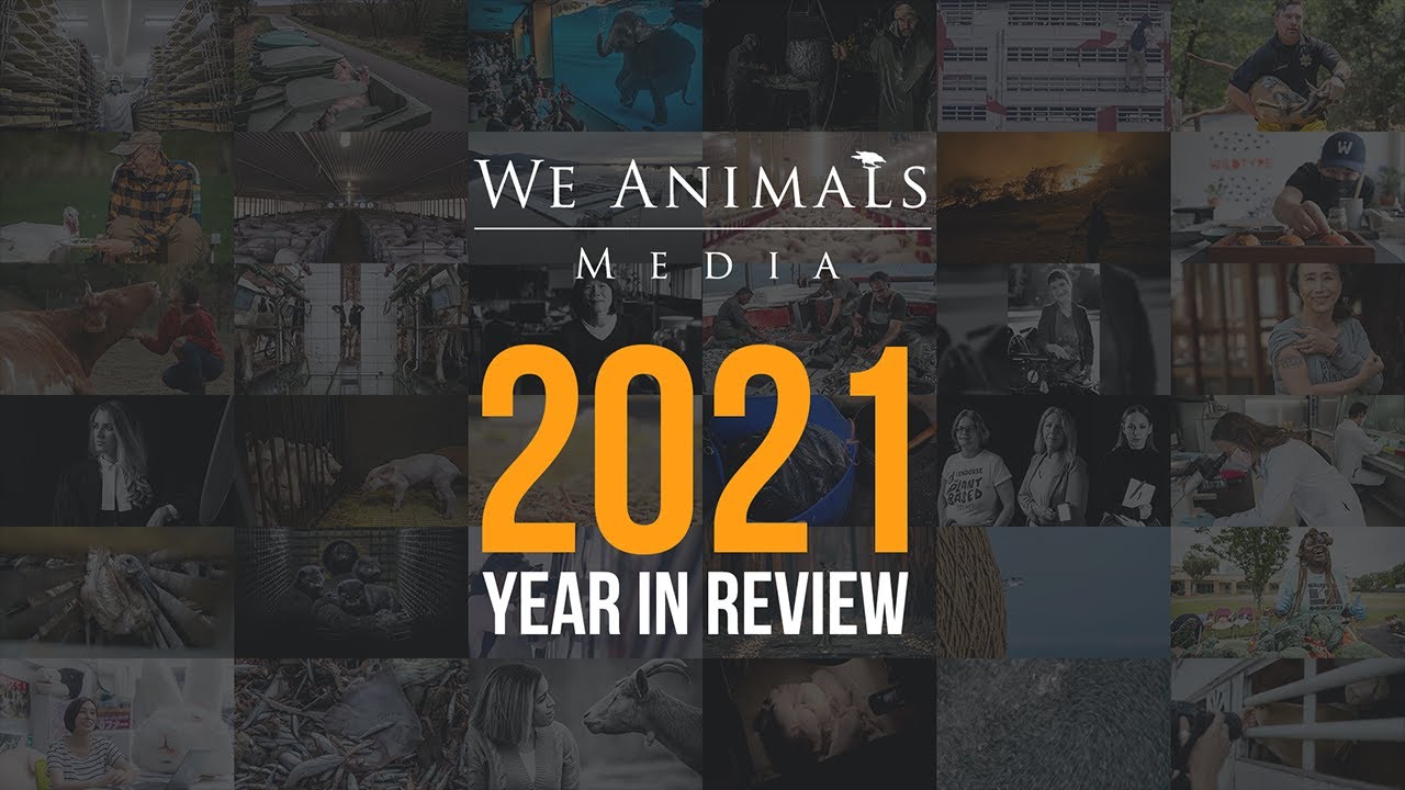 We Animals Media: 2021 Year in Review - YouTube