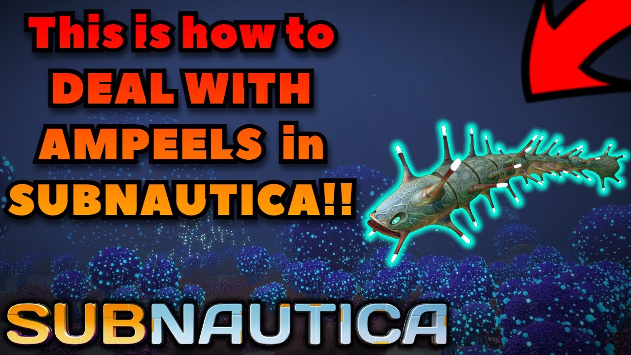 What YOU SHOULD do when you see an AMPEEL - YouTube