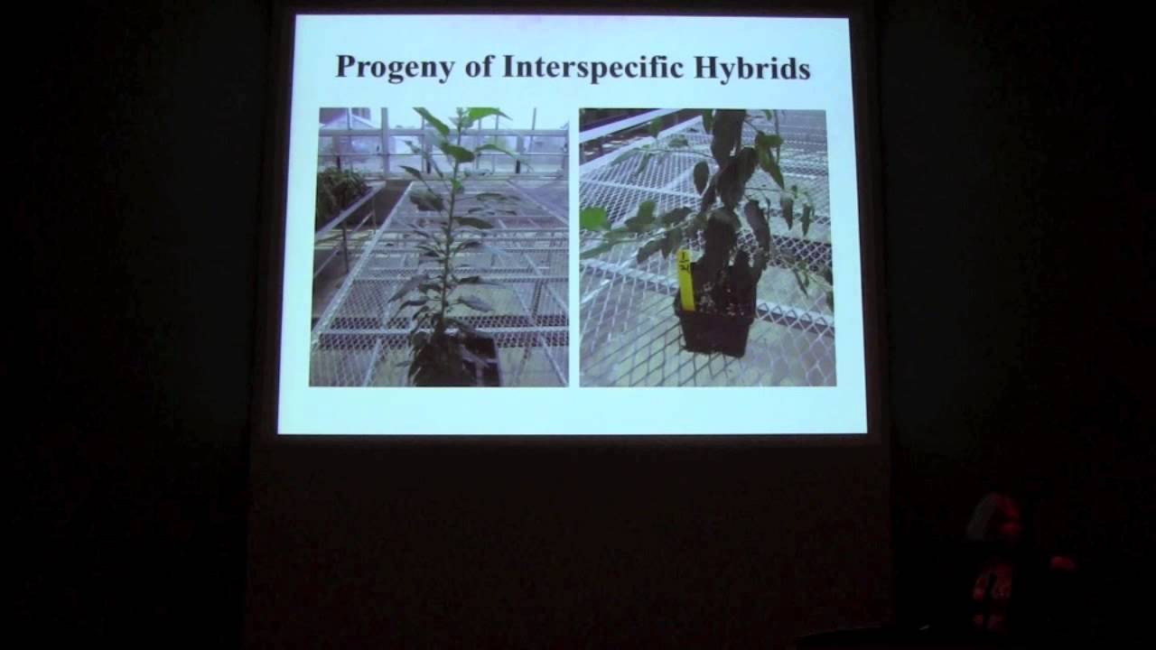 Apple Breeding and Genetics: Recent Advances - YouTube