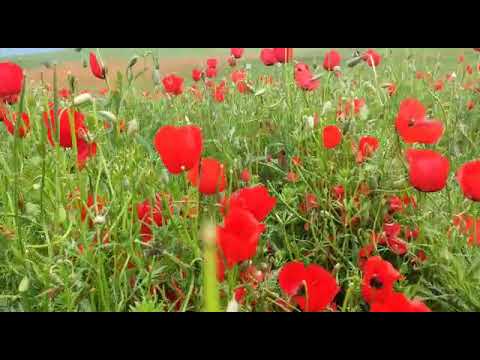 Lalələr.  Hüzur dolu video