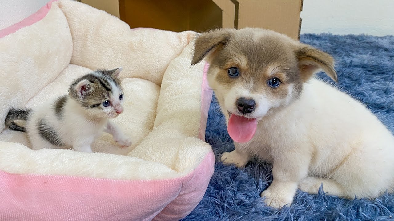 MOLY Puppy is Shocked by the Rescued Tiny Kitten Occupying Her Bed ...