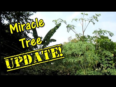 "Miracle Tree" Update! New Growth, Flowers & Seed Pods | (Moringa ...