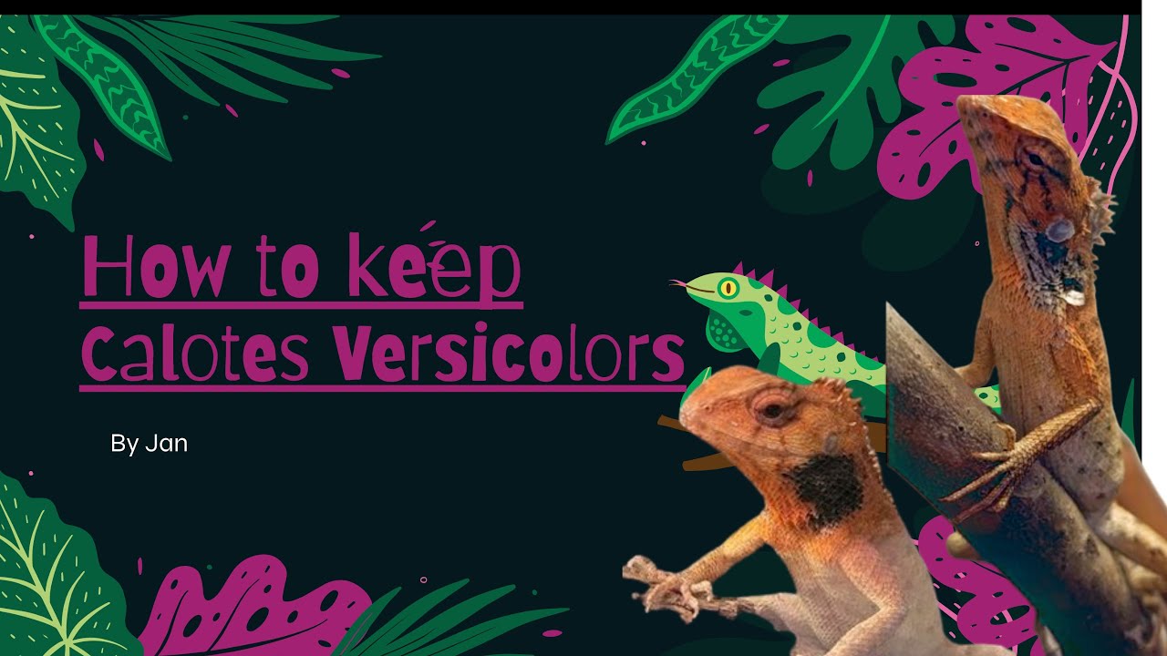 🦎Calotes Versicolor Care Guide🦎 || Everything You Need To Know - YouTube