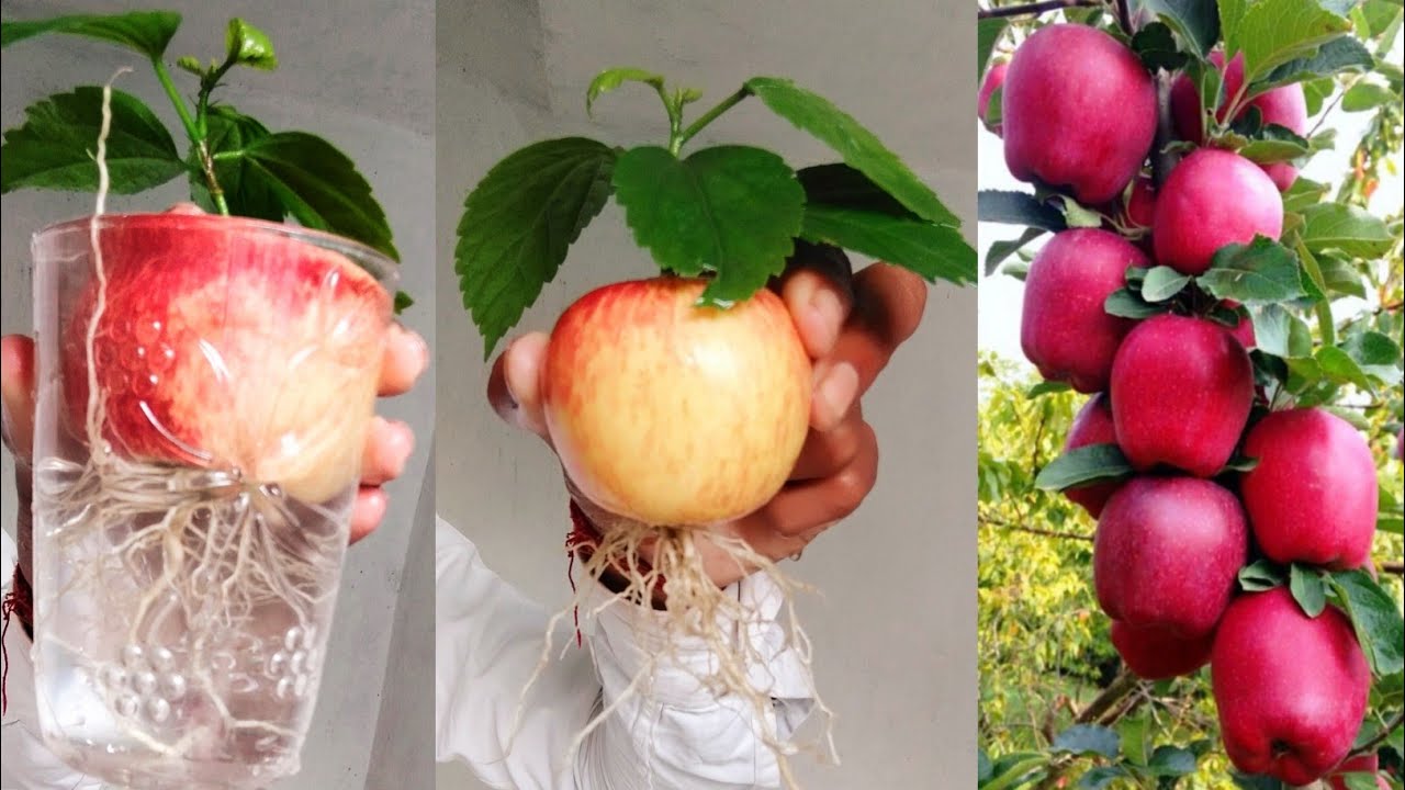 Best Way To Grow Apple Tree From Apple 100% Work | Hou To Grow Apple ...
