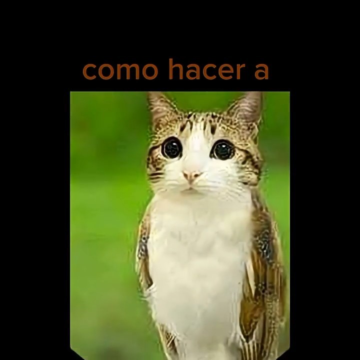 🐈🦉como hacer a meowl en papercraft #italianbrainrot - YouTube