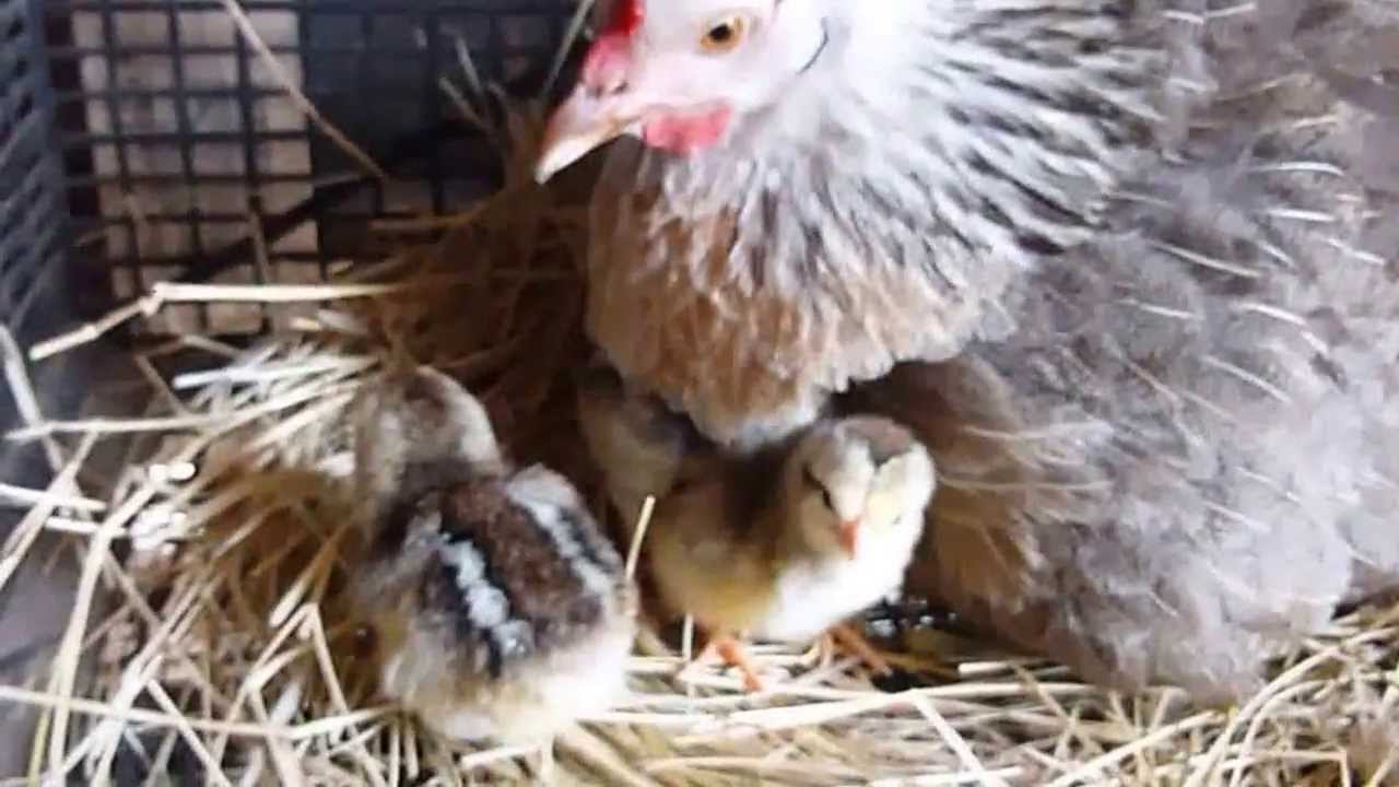 Silver Gray Dorking Chicks - YouTube