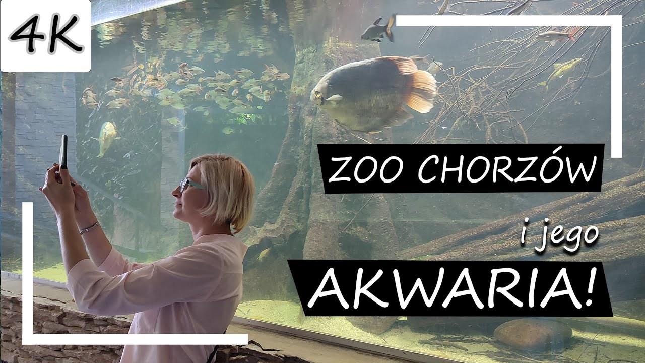 ZOO Chorzów i jego AKWARIA! [4K] - YouTube