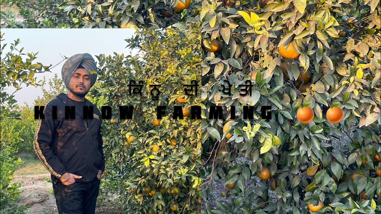 Kinnow farming in Punjab /ਕਿੰਨੂ ਦੀ ਖੇਤੀ / vlog #orange #kinnow #fruit # ...