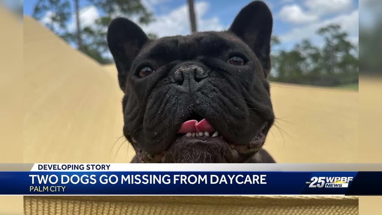 Two dogs go missing from same pet sitter within a year - YouTube