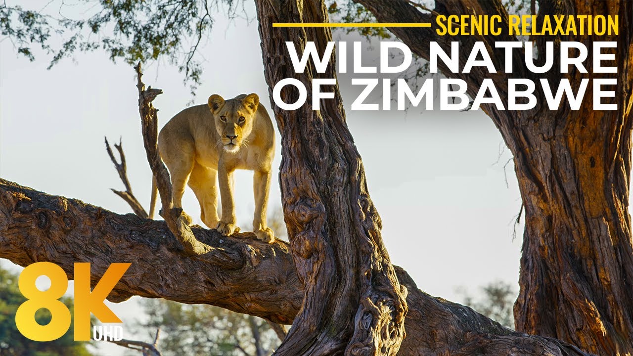 Wild Nature of Zimbabwe - Hwange National Park and it's Inhabitants ...