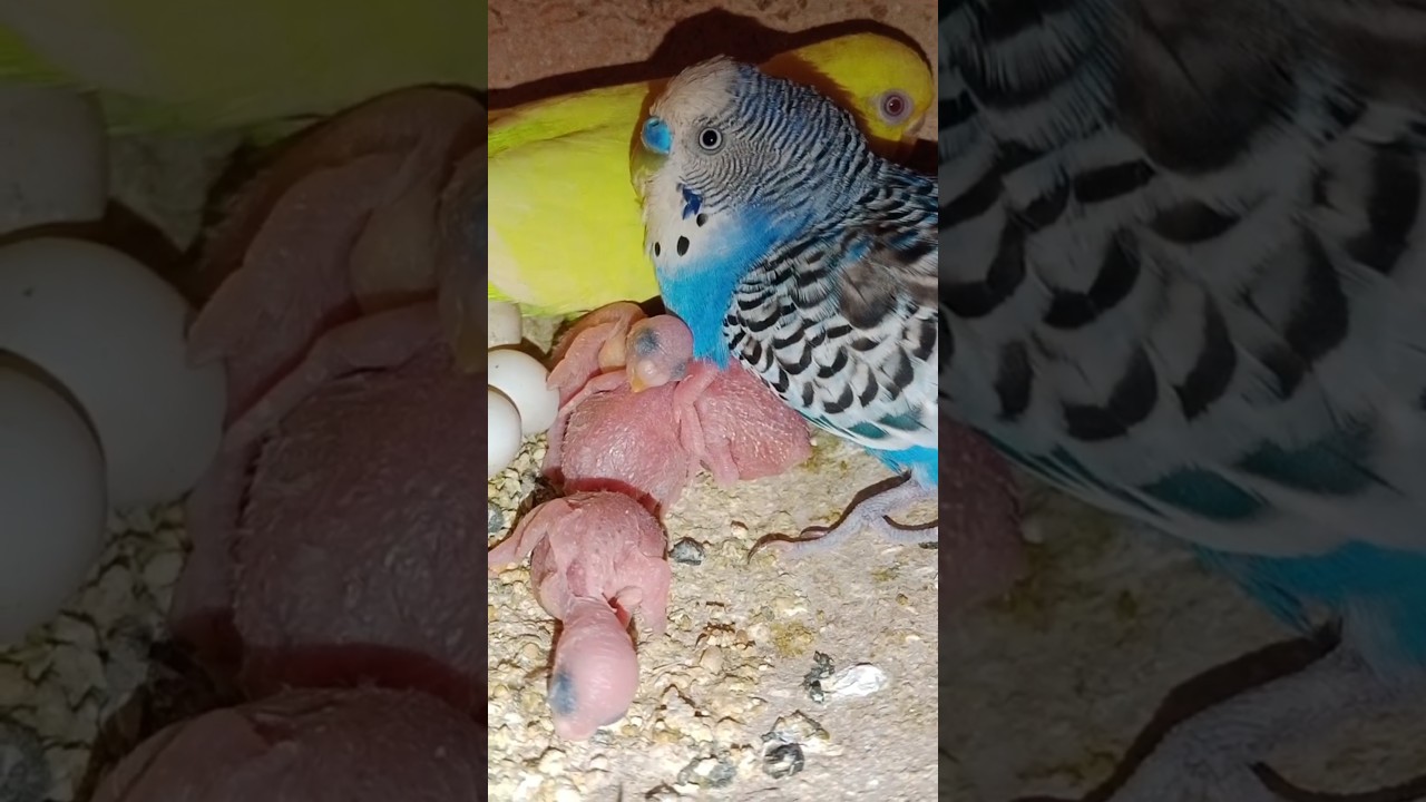 Bajri Parrots in Australia l Indian birds vlogs#birds#viral#trending# ...
