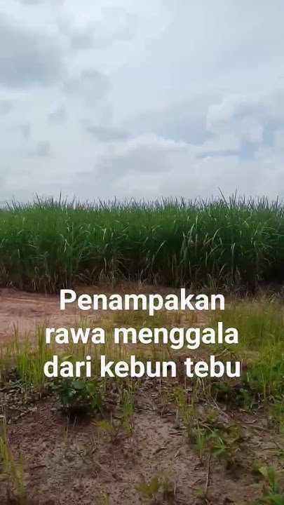 rawa menggala pemandanganya sangat menakjubkan - YouTube