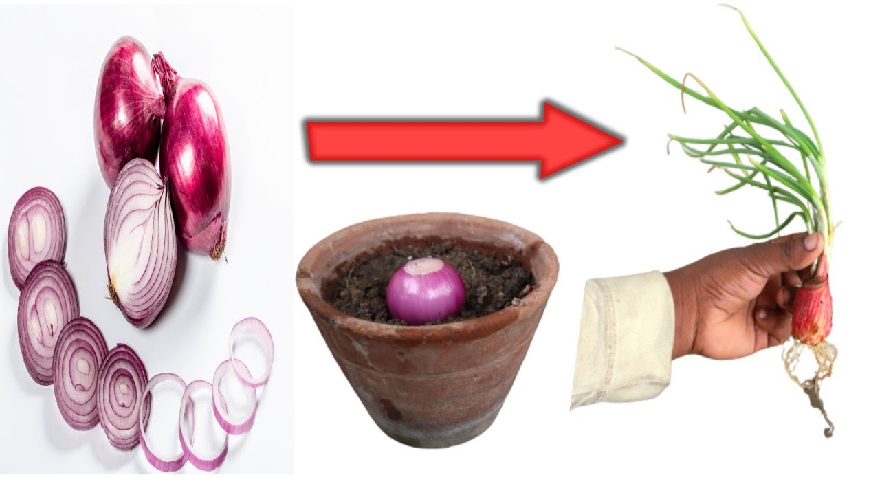 Homemade onion plant growing |How to grow onion plant using Colgate ...