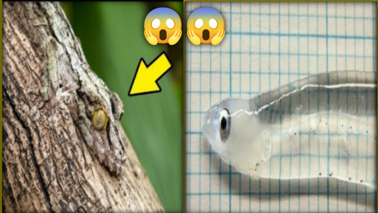 Top 5 Invisible Animals In The World | Anas info - YouTube