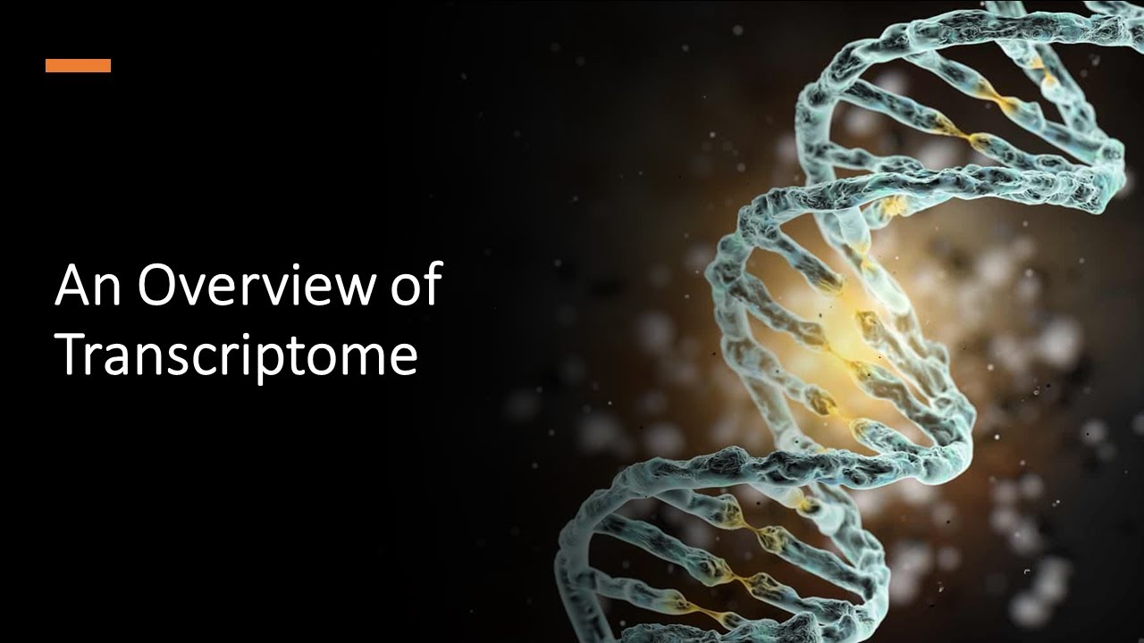 An Overview of Transcriptome - YouTube