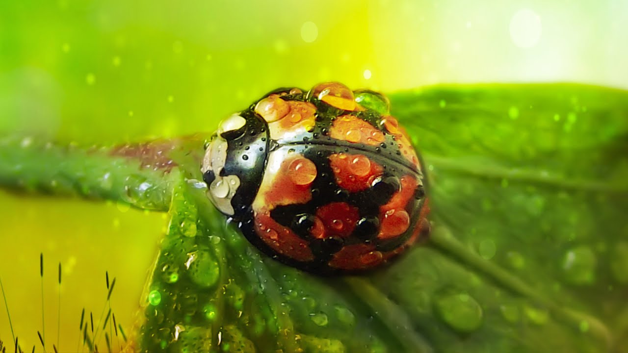 The ladybug - photo slideshow - YouTube