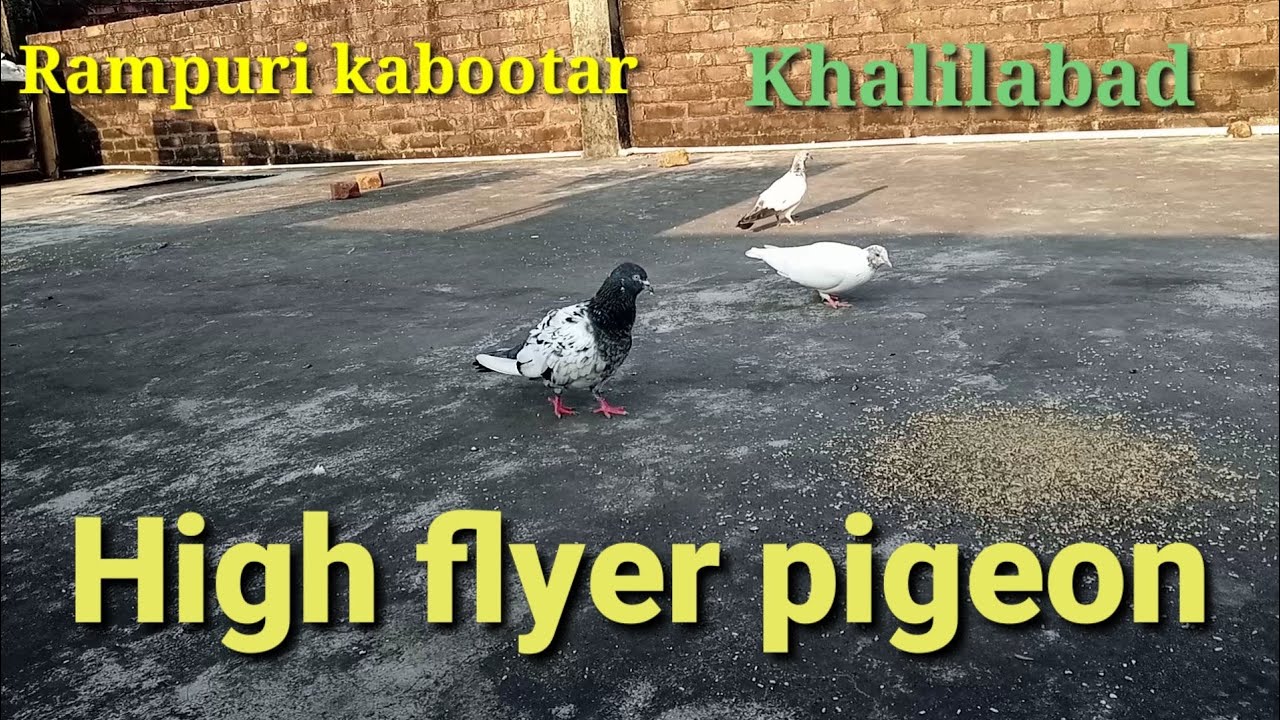 Rampuri kabootar || high flying pigeon - YouTube