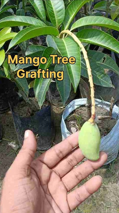 Easy and simple way of grafting mango tree | Mango Tree Grafting #shorts #youtubeshorts # ...
