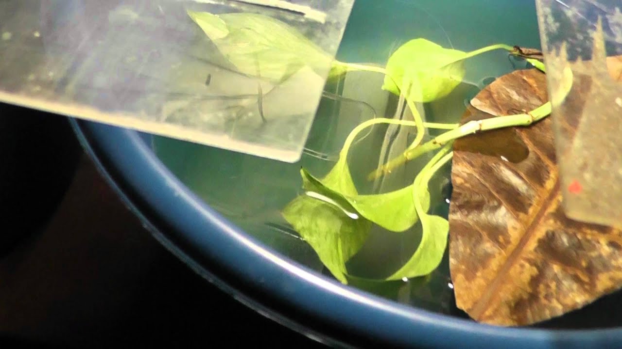 MASTAK- BREEDING PROGRAM-ALPHA777-2011 intro - YouTube