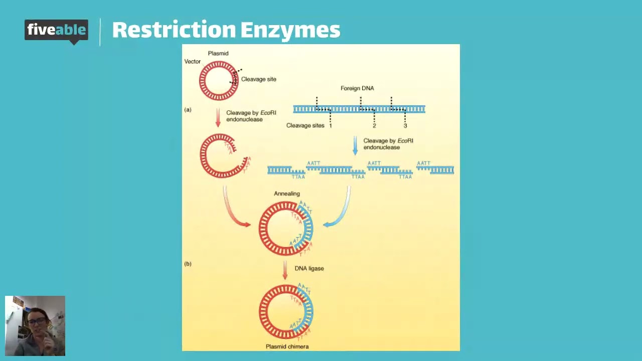 AP Bio - Biotechnology | Fiveable Cram Archive