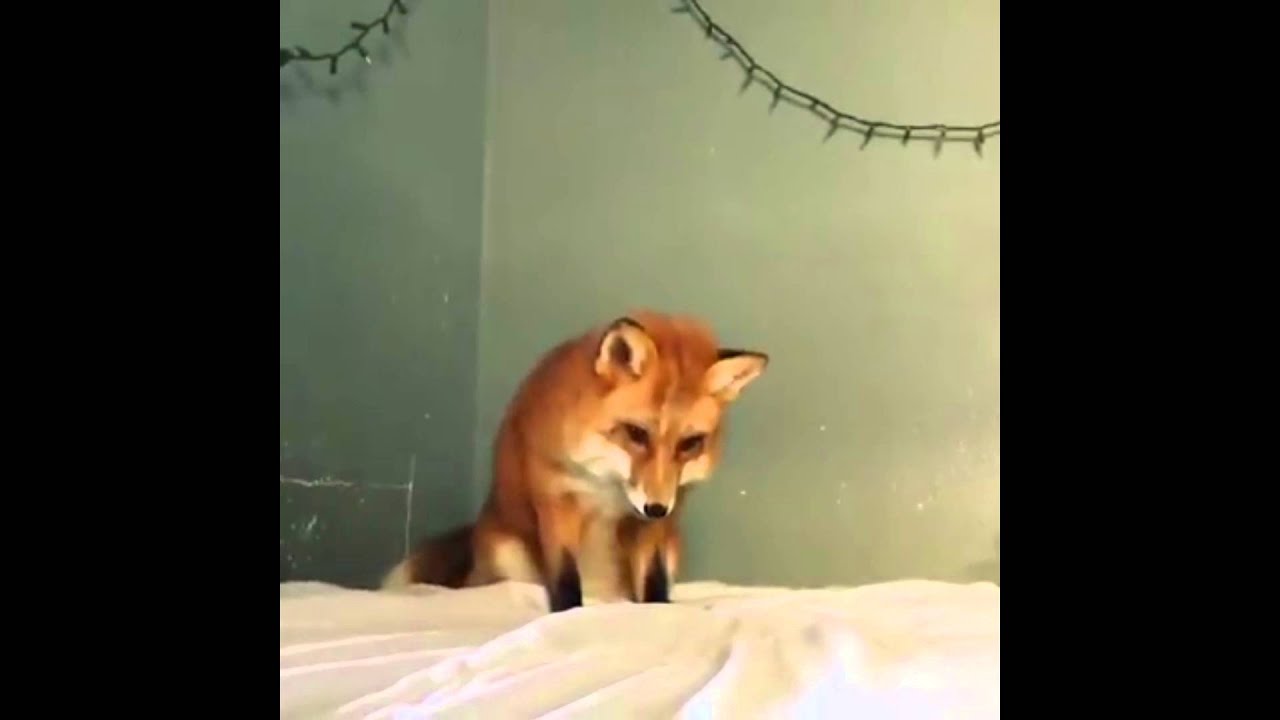 Melee Fox Wave Shine Training - YouTube