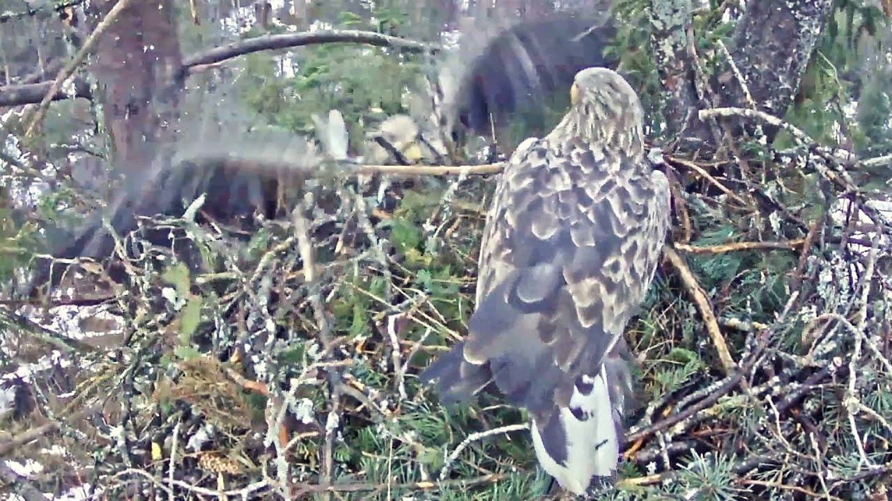 Ķemeru parks😮 Rasene almost missed the nest! They show that it is their ...
