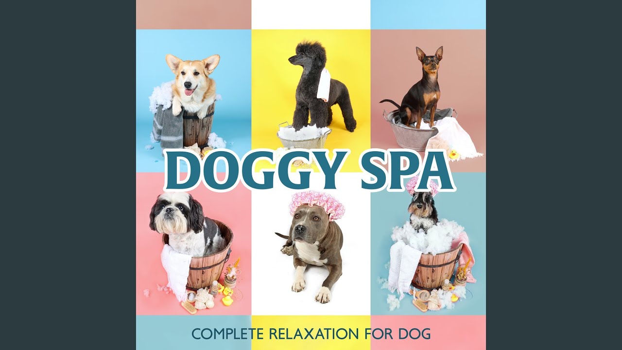 Spa for Dogs - YouTube