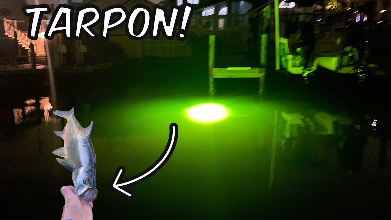 Dock light Fishing For Tarpon - YouTube