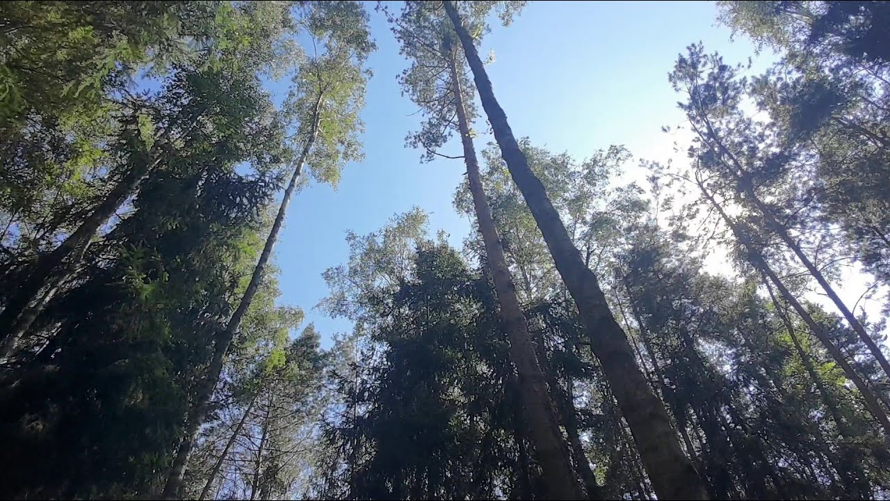 Forest Dwelling Project: Purchasing land (Month 1) - YouTube