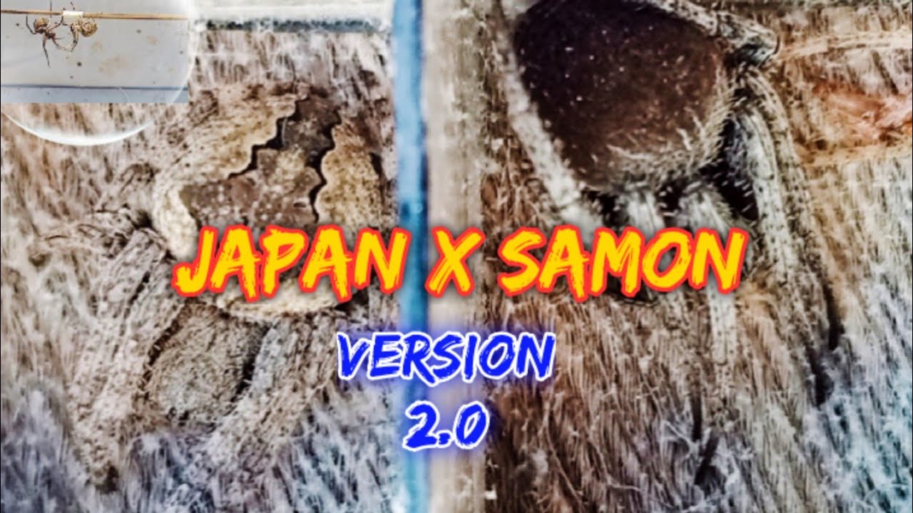 Black Samon Vs Brown Japan Spider- Rematch🇵🇭🕷️ 🇯🇵 - YouTube