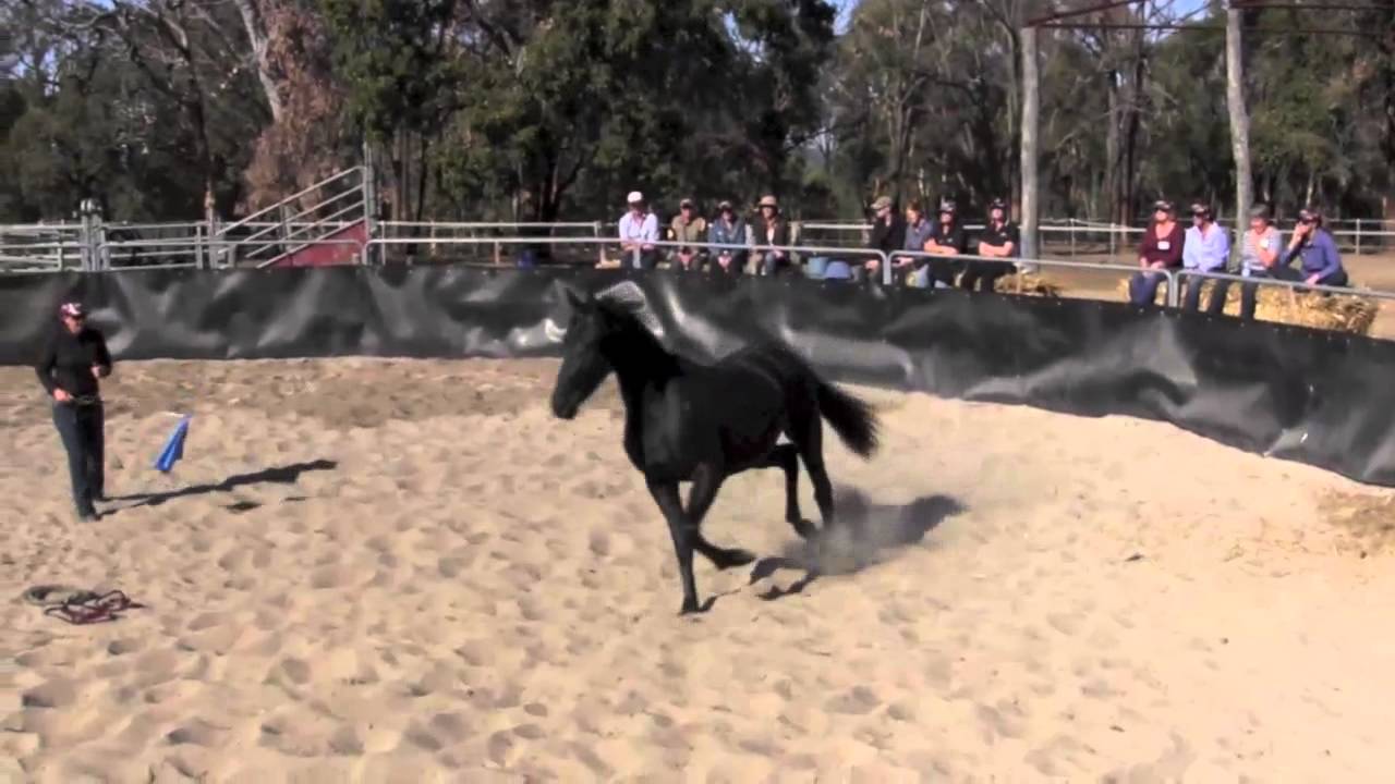 Horsemanship: Hooking on process and understanding round pen use - YouTube